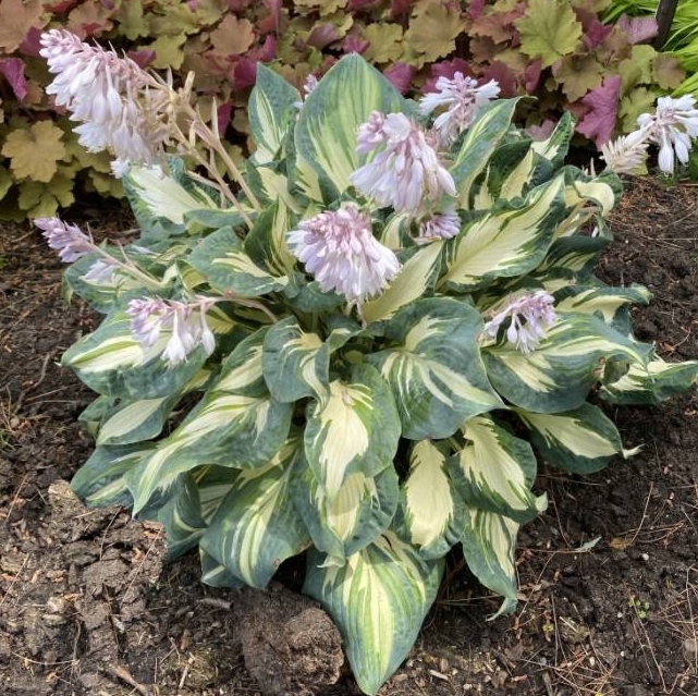Funkia Hosta 'Hans' biała sadzonka w doniczce 2-3l - 13665287358 ...