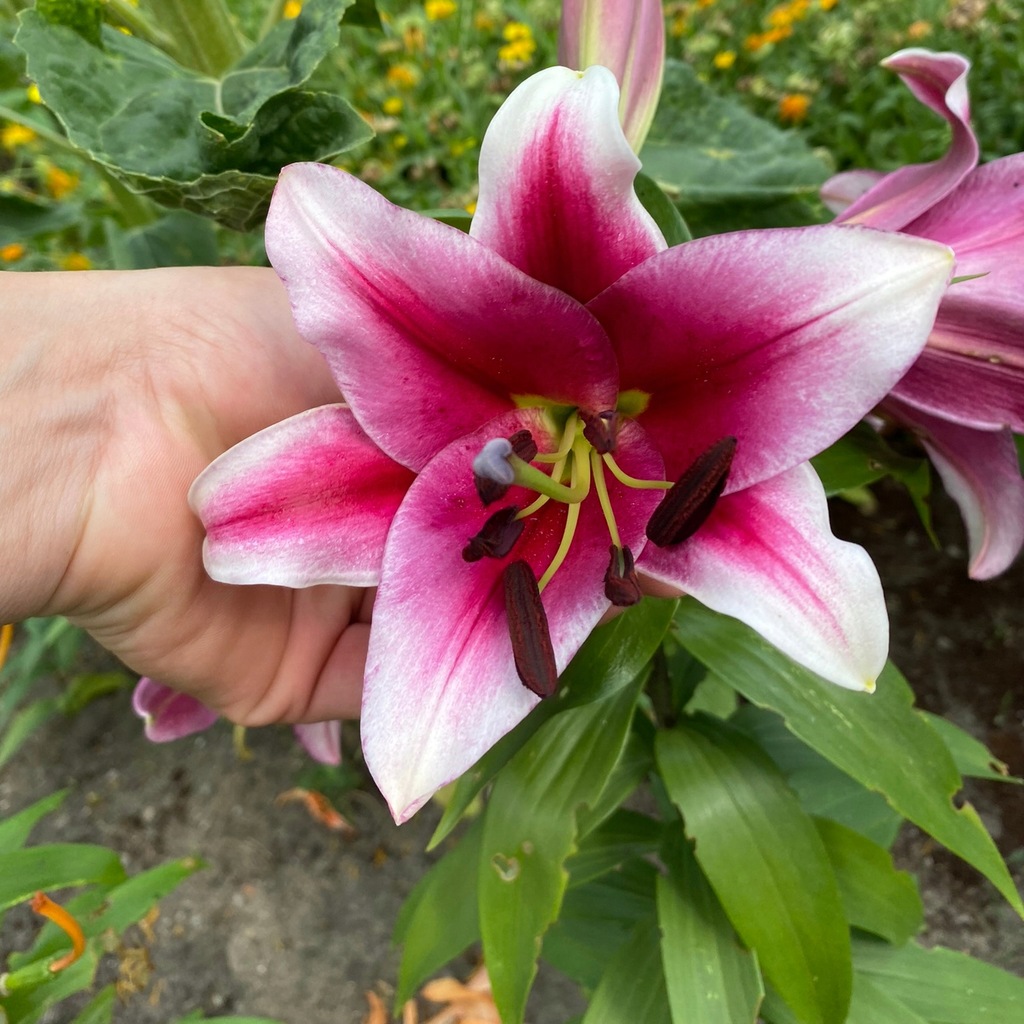 Lilia Drzewiasta Friso pachnąca duża Cebula GRATIS - 13280202905 ...