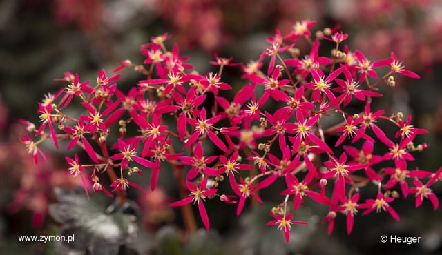 Saxifraga cortusifolia DANCING PIXIES 'Taja' - 14423295109 - oficjalne ...