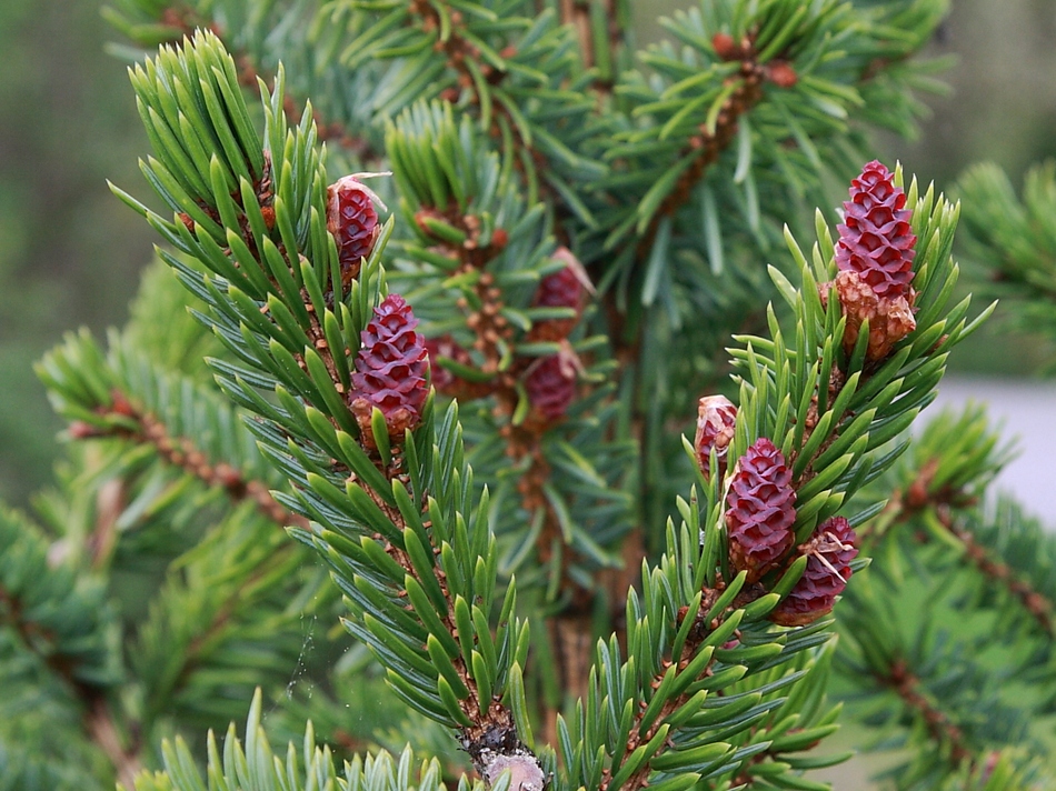 Świerk serbski 20-30cm picea omorika producent na żywopłoty choinki ...