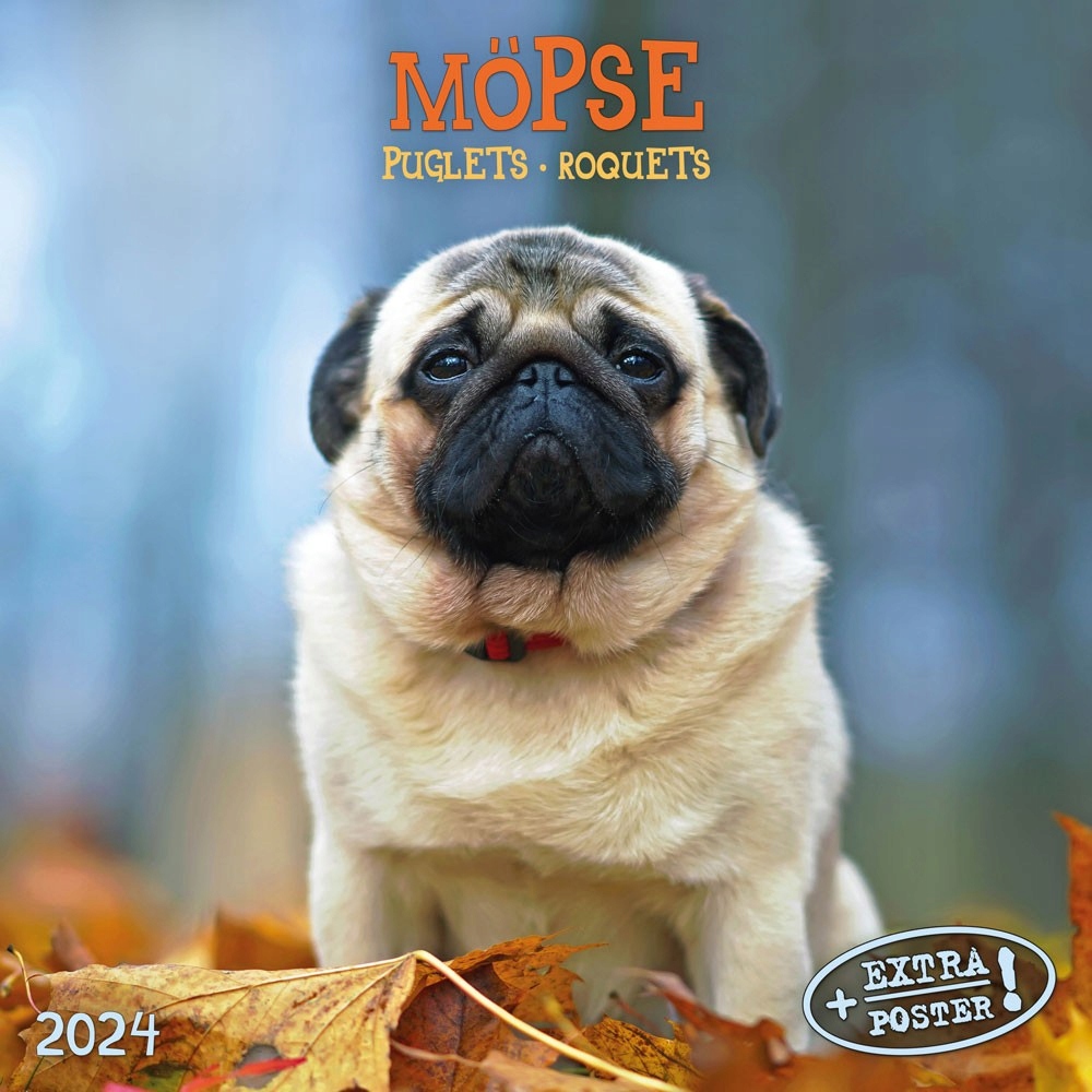KALENDARZ ŚCIENNY 2024 - MOPSY psy pieski + PLAKAT - 14254530219 ...