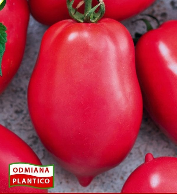 POMIDORY MALINOWE Kolekcja nasion Zestaw nr 1 - 11198754977 - oficjalne ...