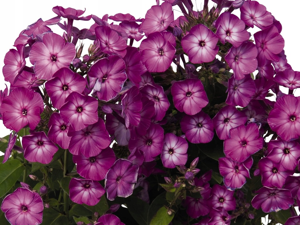 Floks wiechowaty Phlox paniculata PURPUROWY PURPLE EYE 1 sadzonka ...
