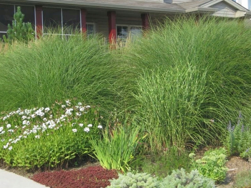 Trawa Stipa tenuifolia- ostnica mocna - 7760906073 - oficjalne archiwum ...