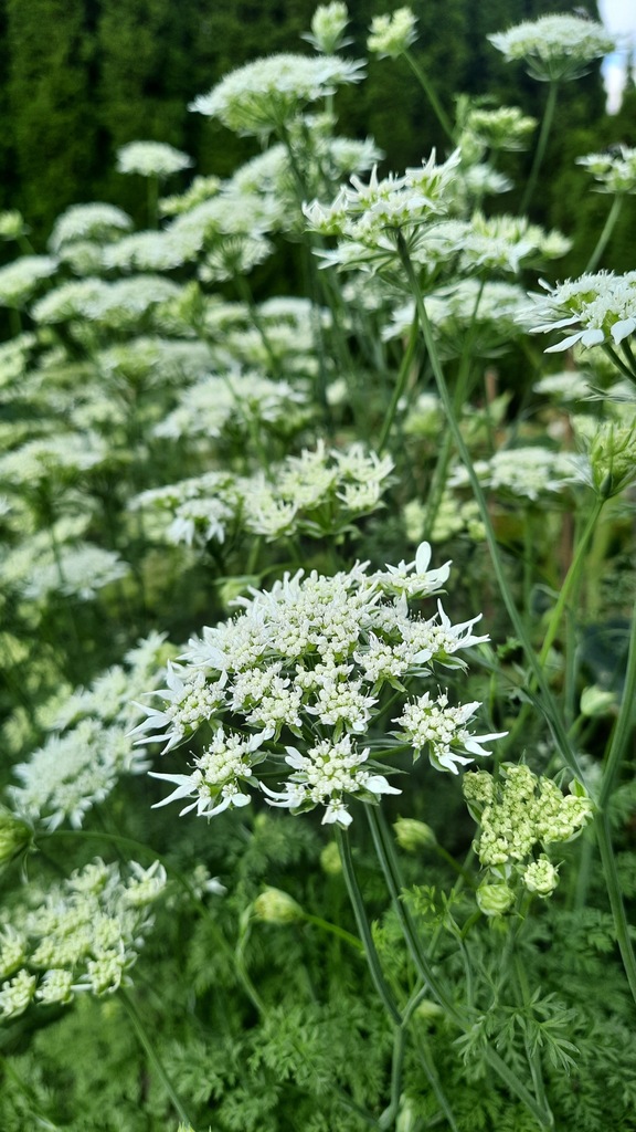 ORLAYA ORLAJA KORONKOWE KWIATY - NASIONA - 13048273383 - oficjalne ...