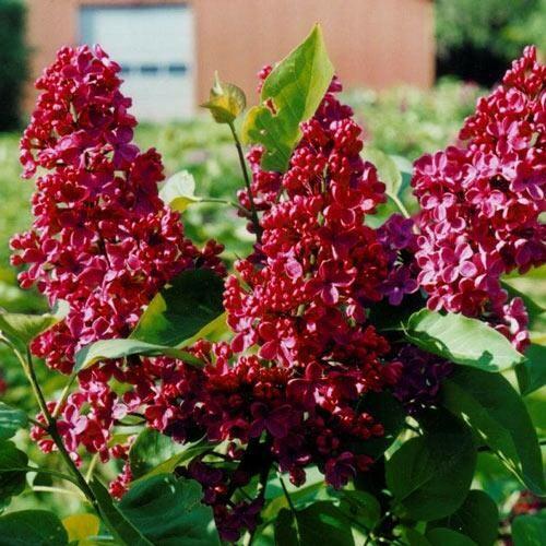 Lilak Bez karłowy Syringa Red Pixie Duże rośl 2L - 13517049395 - oficjalne archiwum Allegro