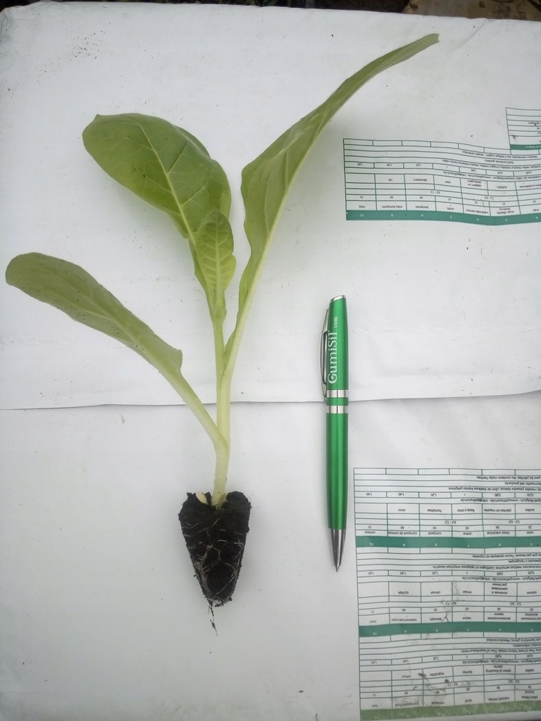 tytoń Virginia sadzonki 10 sztuk - 7993545329 - oficjalne archiwum Allegro