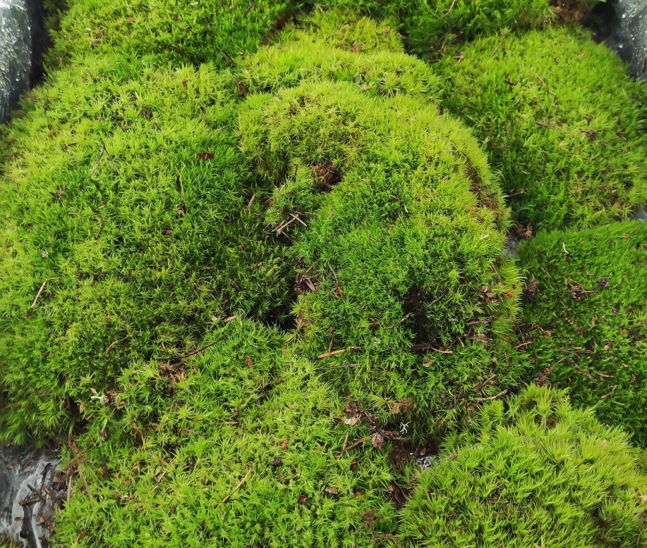 PIĘKNY ŻYWY MECH, LAS W SŁOIKU, SZKLE - 13965741796 - oficjalne ...