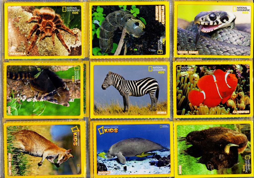 National Geographic KIDS TRADING CARDS 63 szt. - 7096762270 - oficjalne ...