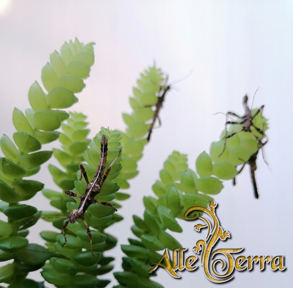 Straszyk filipiński Sungaya inexpectata straszyki z ogrzewaczem ...