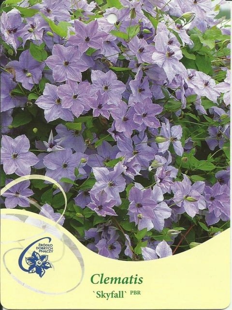Clematis SKYFALL Clematis wielkokwiatowy - 7093995641 - oficjalne ...