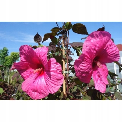 7 HIBISKUS BYLINOWY FUKSJA SADZONKA w doniczce - 11221432632 ...