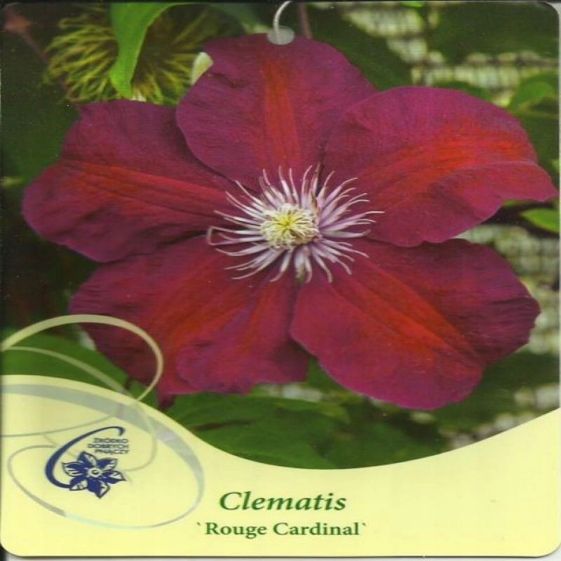 Clematis ROUGE CARDINAL Powojnik wielkokwiatowy - 13510744816 ...