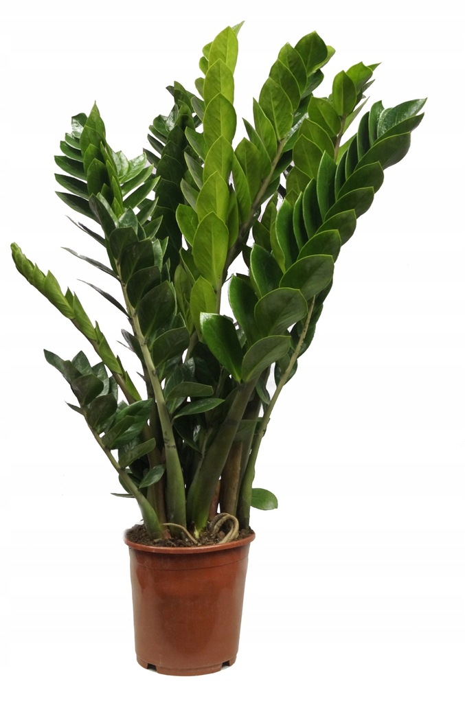 ZAMIOKULKAS ZAMIOCULCAS ZAMIOLISTNY DONICZKA DUŻY - 13262759463 ...