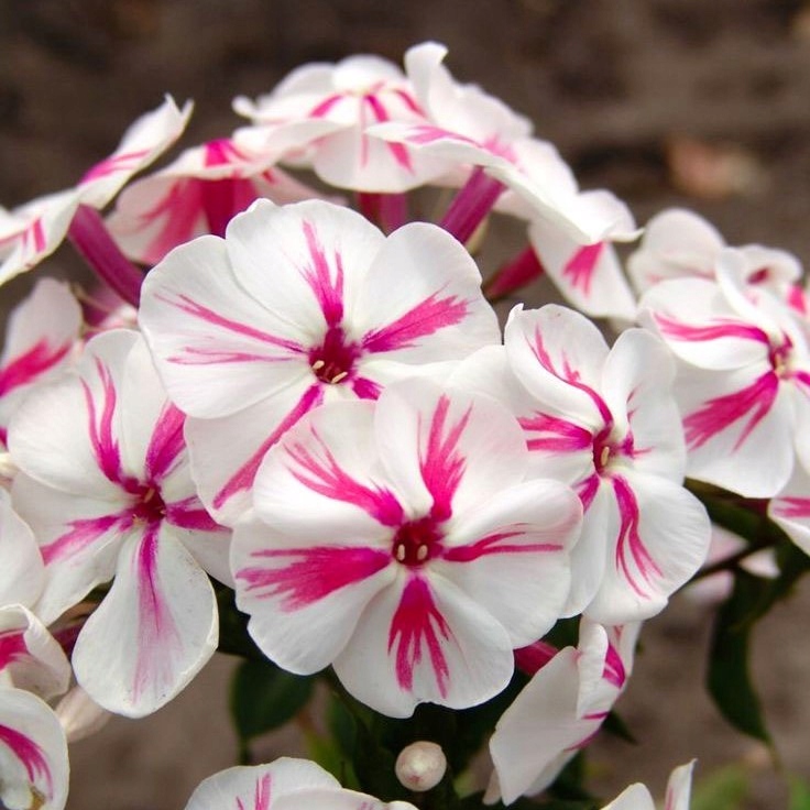 Floks - Płomyk wiechowaty - Twister - 1 SADZONKA - 14931203852 ...