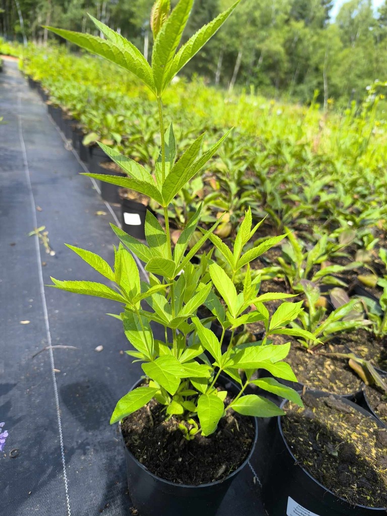 Przetacznikowiec Veronicastrum SPRING DEW 2L - 14008223997 - oficjalne ...