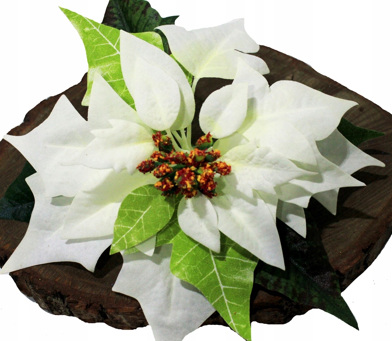 POINSECJA GWIAZDA BETLEJEMSKA PRZEPIĘKNA BIAŁA - 12436451509 ...