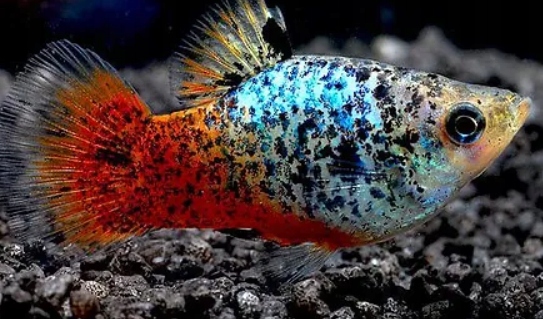 PLATKA CALICO rybka akwariowa wysyłka - 14302914850 - oficjalne ...