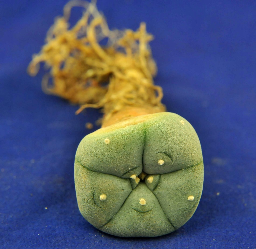 LOPHOPHORA WILLIAMSII - 3,5cm kaktus peyotl #8769 - 14435783872 ...