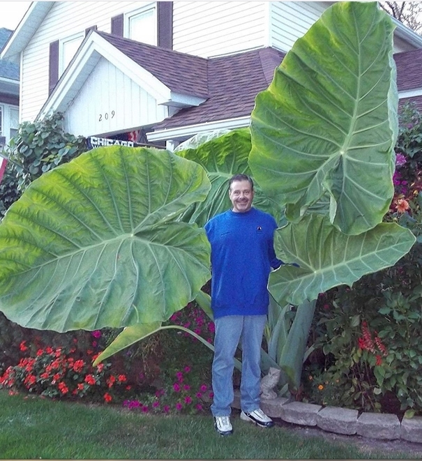 Colocasia gigantea, Kolokazja olbrzymia Thai Giant - 8125679995 ...