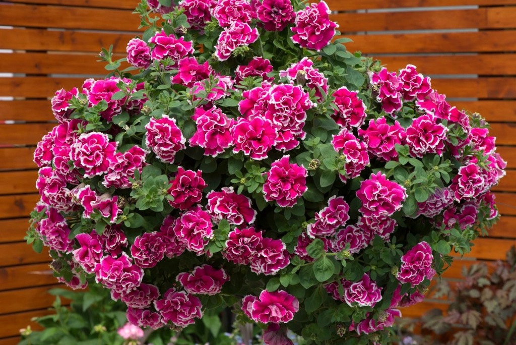 SURFINIA PETUNIA Tumbelina Anna pełna p9 - 15033313826 - oficjalne ...