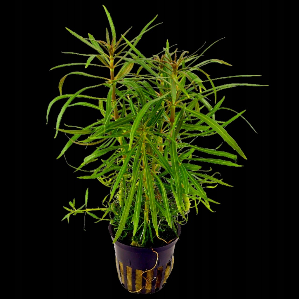 Pogostemon Octopus - roślina do akwarium - 11438100305 - oficjalne ...