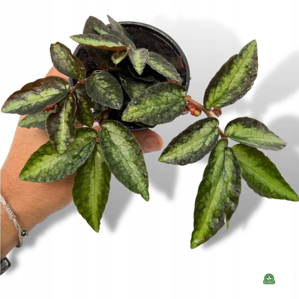 PELLIONIA PULCHRA Procris repens (don 9 cm) - 14489883253 - oficjalne ...