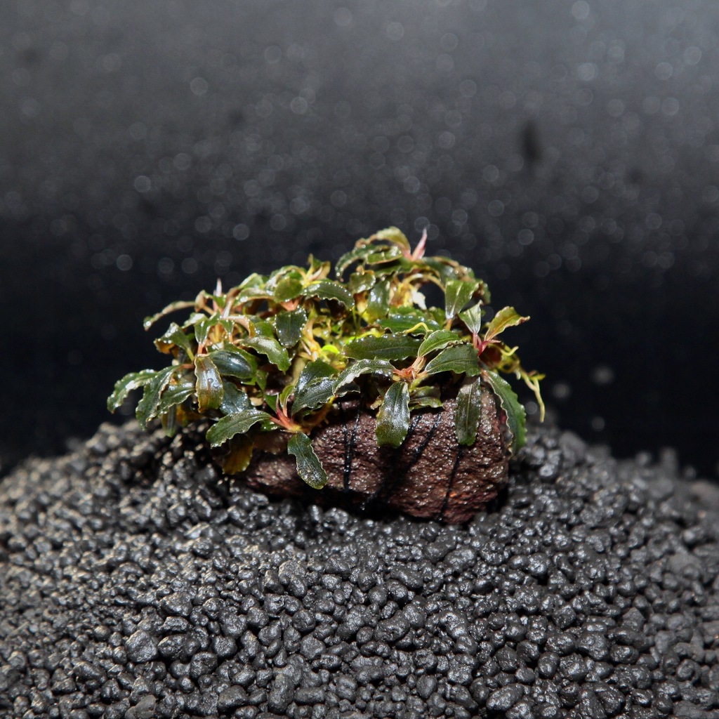 Roślina Bucephalandra godzilla na skale - 12804909941 - oficjalne ...