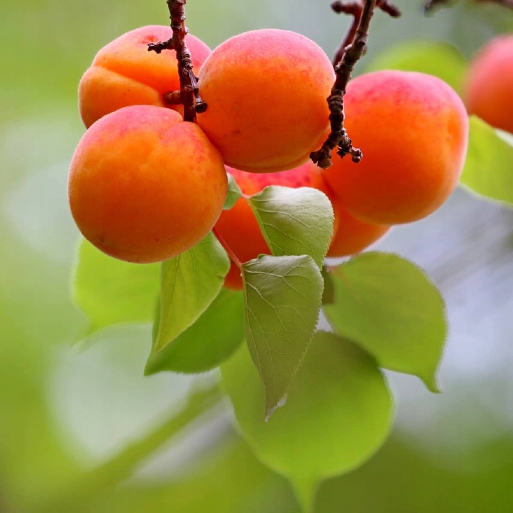 Morela Sirena SAMOPŁODNA SMACZNA drzewko owocowe - 12767564647 ...