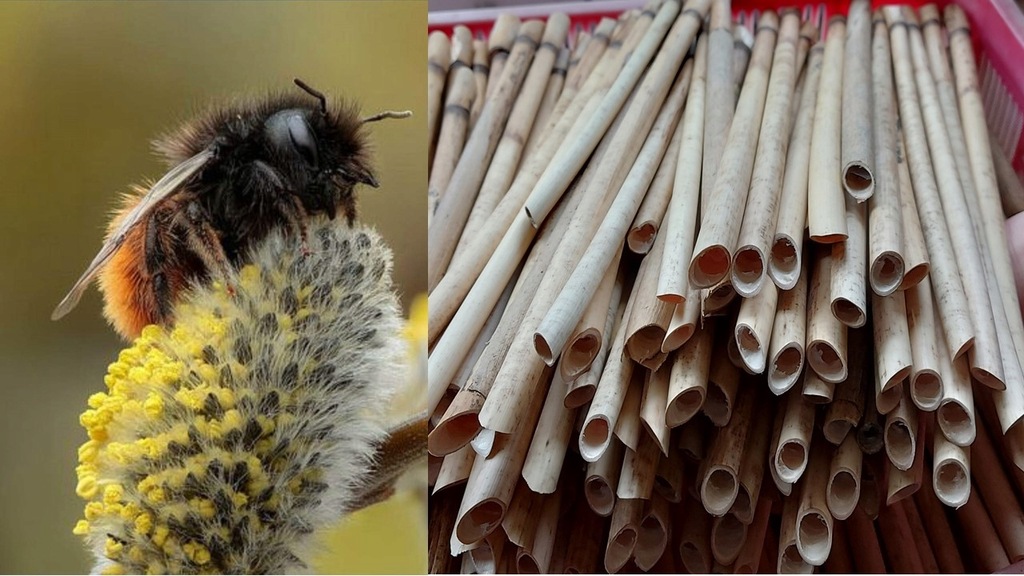 ZESTAW STARTOWY murarka ROGATA kokony + trzcina - 13226442925 ...