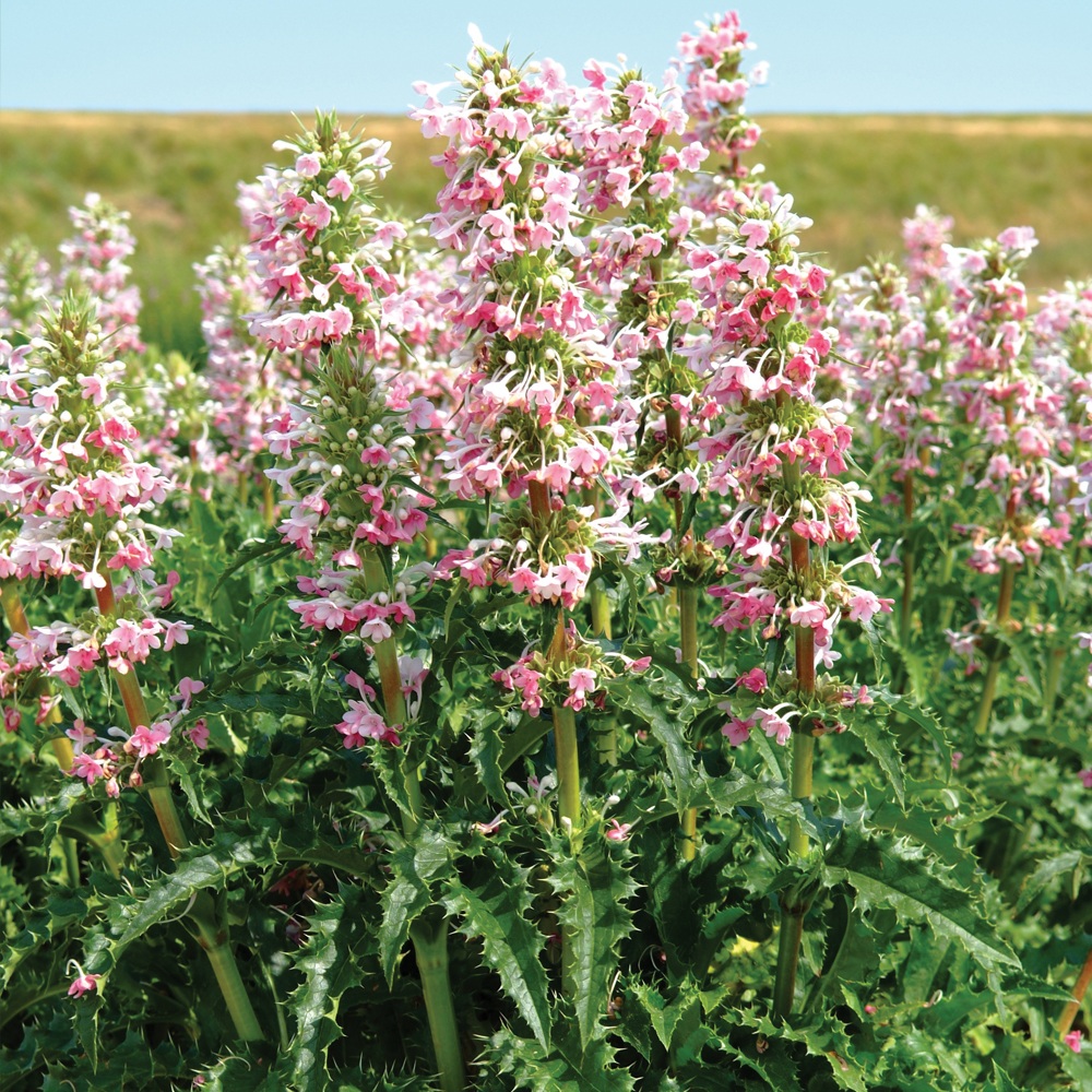 MORINA DŁUGOLISTNA długo kwitnąca bylina - 7173527498 - oficjalne ...