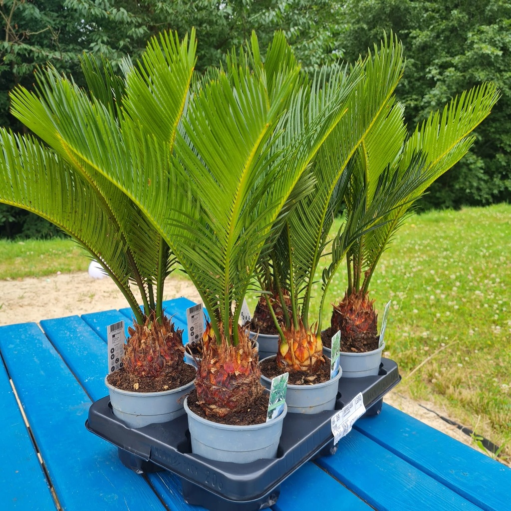 Cycas Revoluta Cykas Sagowiec Odwinięty Palma Piękny Tropikalna Roślina ...