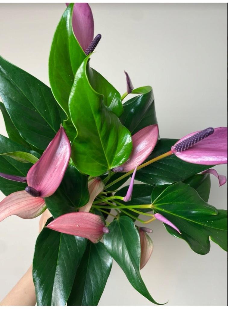 Anthurium Champion Zizou Urokliwa roślina do salonu o fioletowych ...