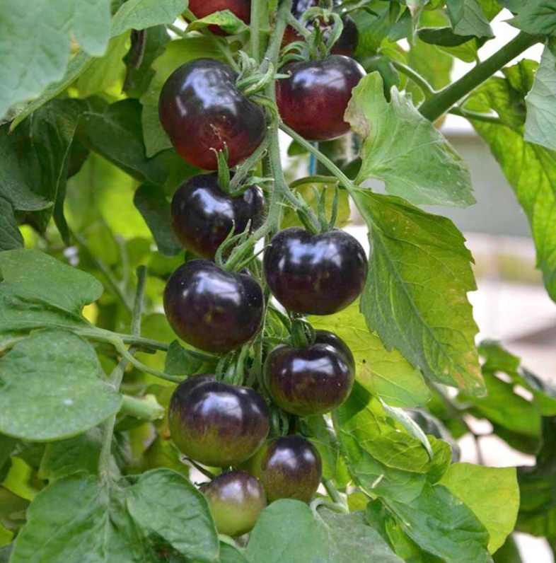 Sadzonka rozsada Pomidor wysoki Black Cherry - 13259822403 - oficjalne archiwum Allegro