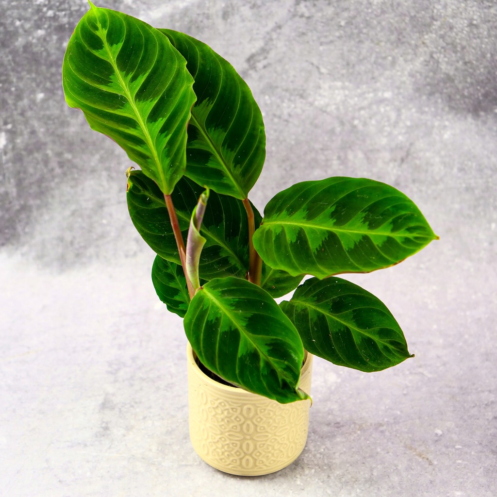 KALATEA Calathea Warscewiczii przepiękna 6cm - 12682966602 - oficjalne ...