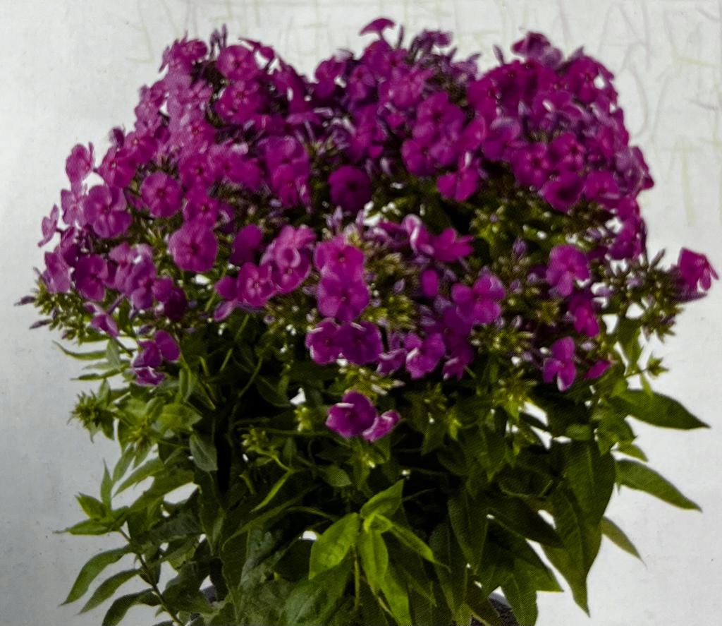 Floks wiechowaty DUŻA SADZONKA! - 14213552785 - oficjalne archiwum Allegro