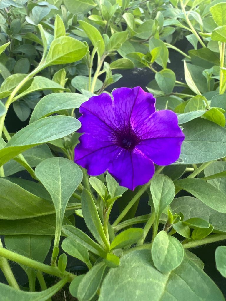 Surfinia Supertunia MINI Vista ładna duża sadzonka BLUE VIOlET ...