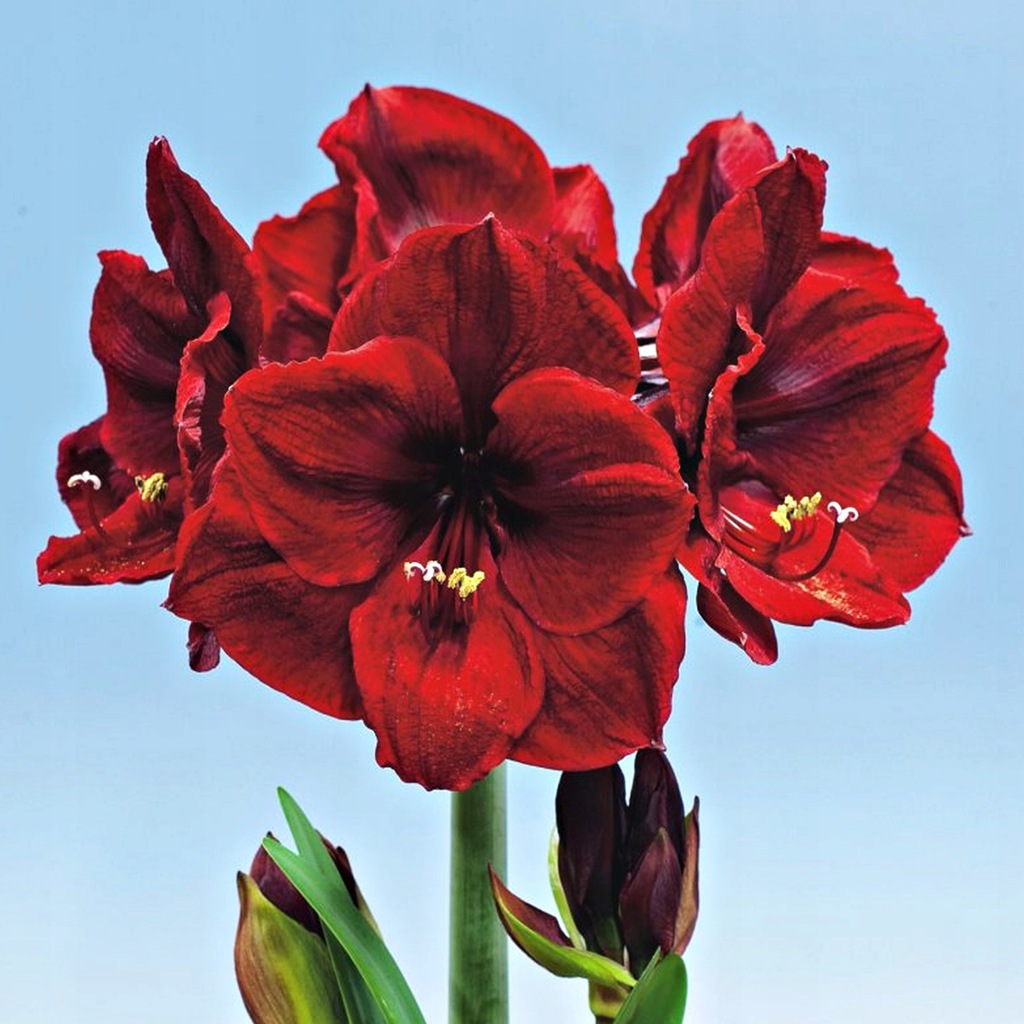 Hippeastrum Amarylis Benfica 1szt Cebula Amarylisa - 13887913425 ...