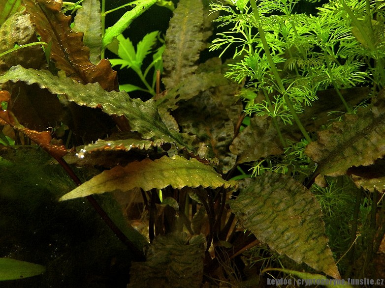 KRYPTOKORYNA zwartka TROPICA cryptocoryne KOSZYK - 7394717794 ...
