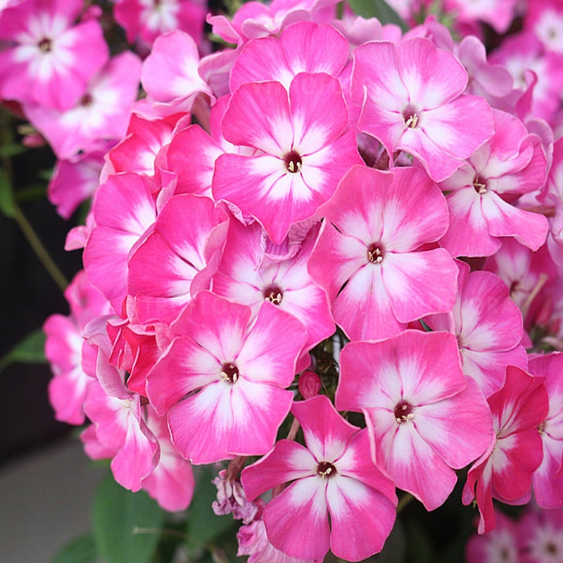 FLOKS WIECHOWATY RÓŻOWY sadzonka PHLOX Light PINK - 15178088609 ...