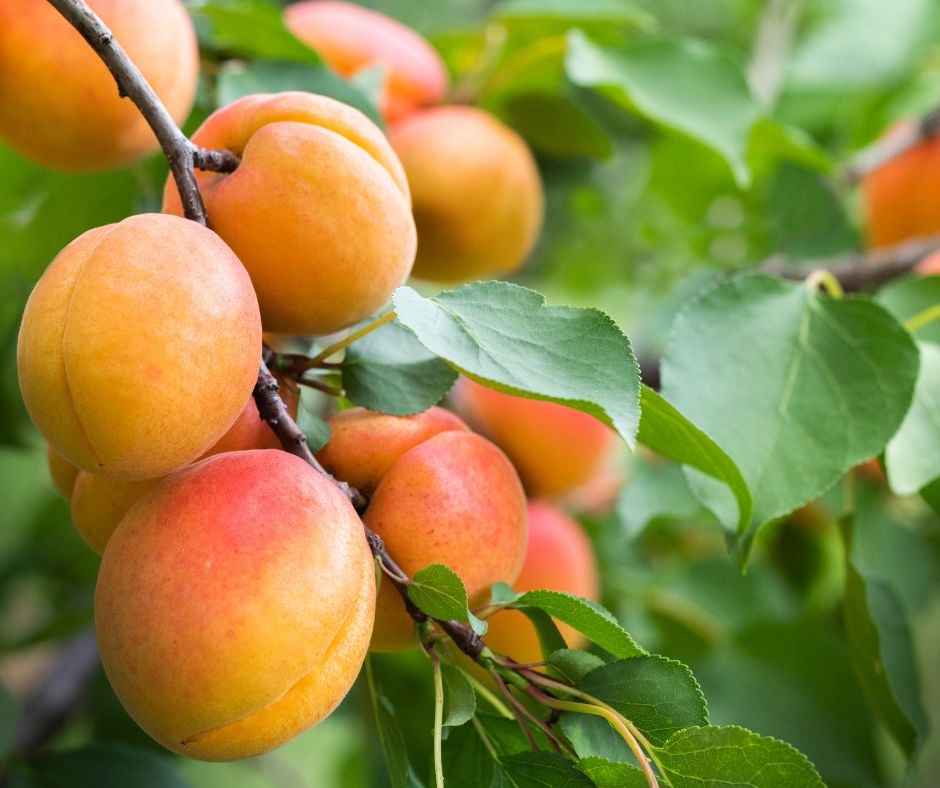 Morela Somo samopłodna, późna w DONICY - 13796858455 - oficjalne ...