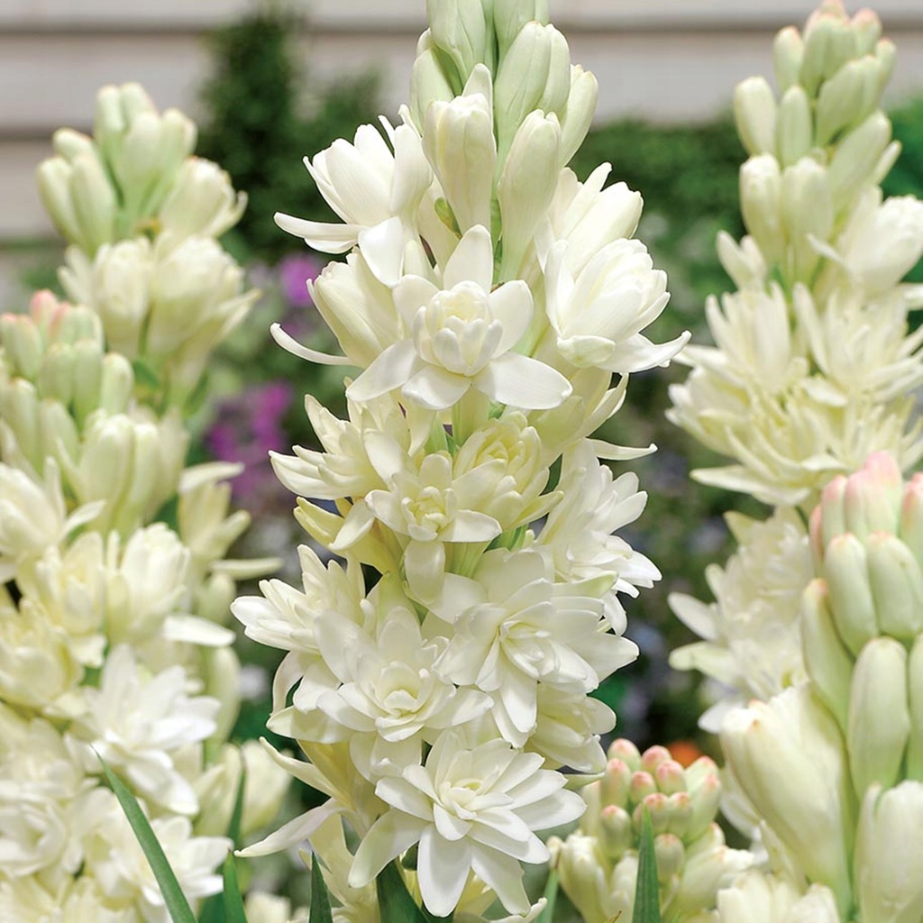 Polianthes Tuberosa Tuberoza Wonna 1 szt cebulki tuberozy Pachnąca ...