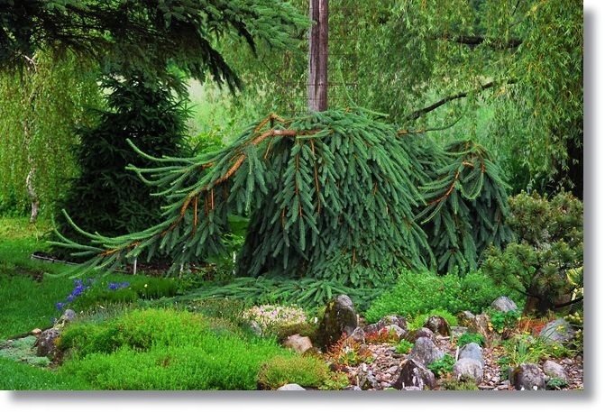 Picea abies 'Wingle's Weeper' - Unikat !!!! - 13547766398 - oficjalne ...