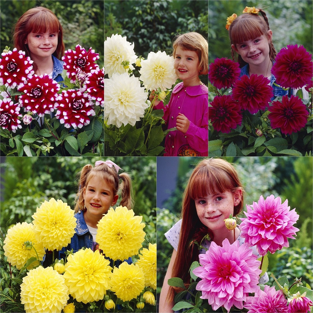 Zestaw Dalia Talerzowa 1 5 donian 5 sztuk - 13219898704 - oficjalne ...