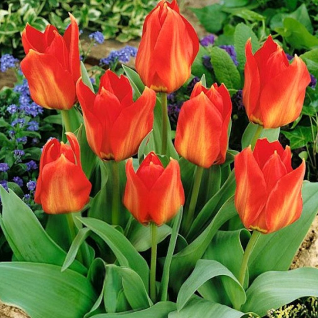 Tulipan niski fostera Princeps 5 szt - 14321865839 - oficjalne archiwum ...