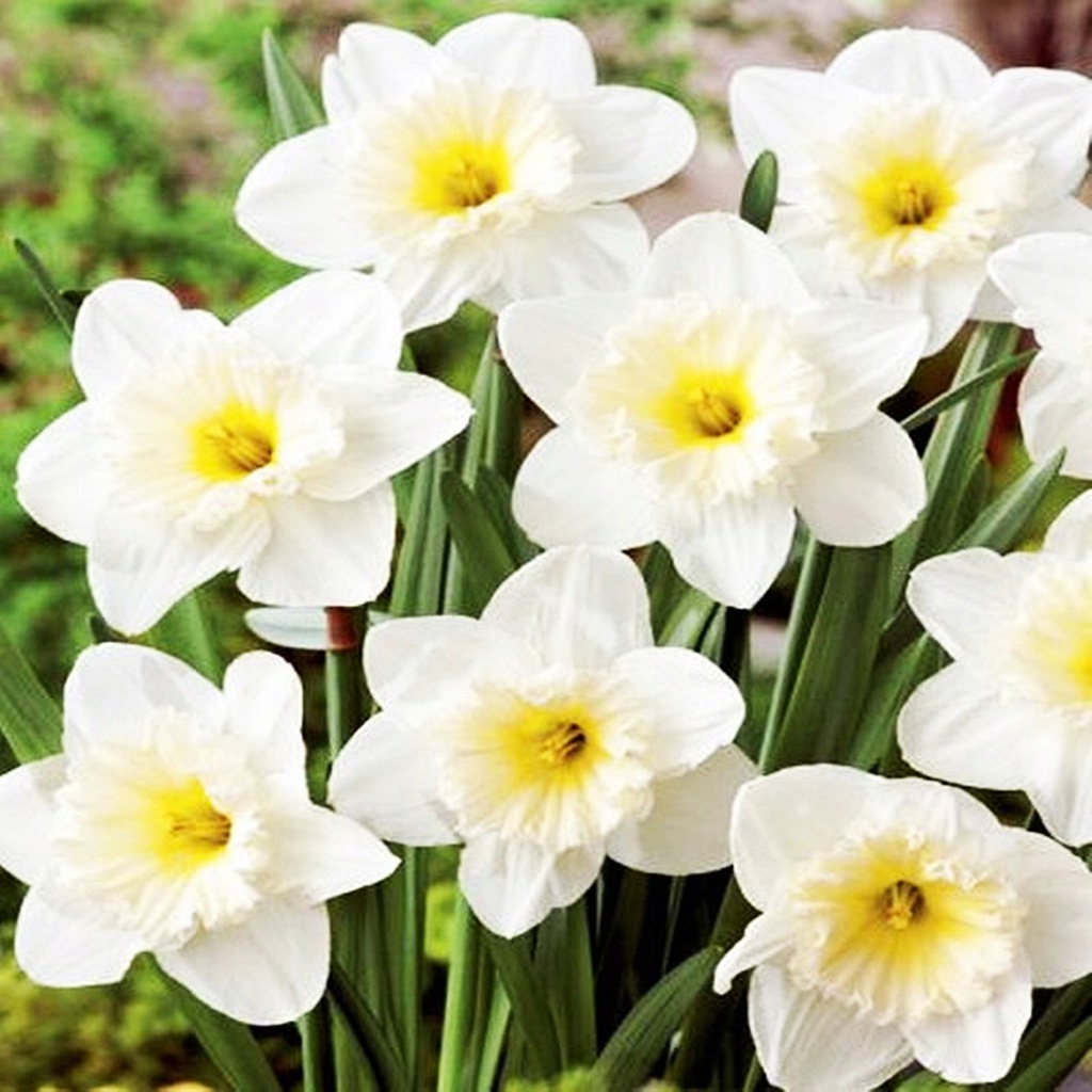 Narcyz na kilogramy Trąbkowy Biały 1 kg Narcyzy - 12551040340 ...