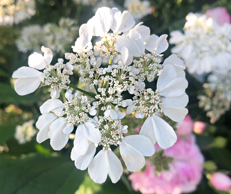 Orlaja wielkokwiatowa Orlaya grandiflora 5 nasion - 11087667711 ...