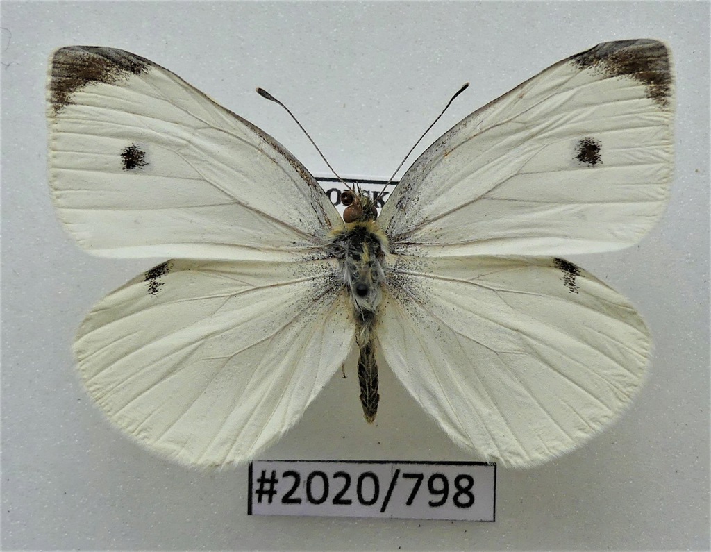 Motyl Pieris rapae samiec 45mm . - 12713330977 - oficjalne archiwum Allegro