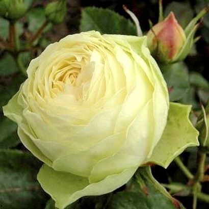 RÓŻA RABATOWA *LEMON ROKOKO* klasa 2 - 15611295221 - oficjalne archiwum ...