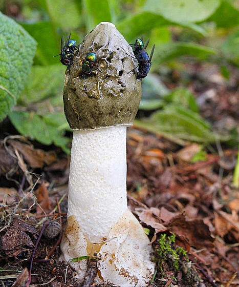 Sromotnik bezwstydny Phallus impudicus - grzybnia - 9738426014 ...